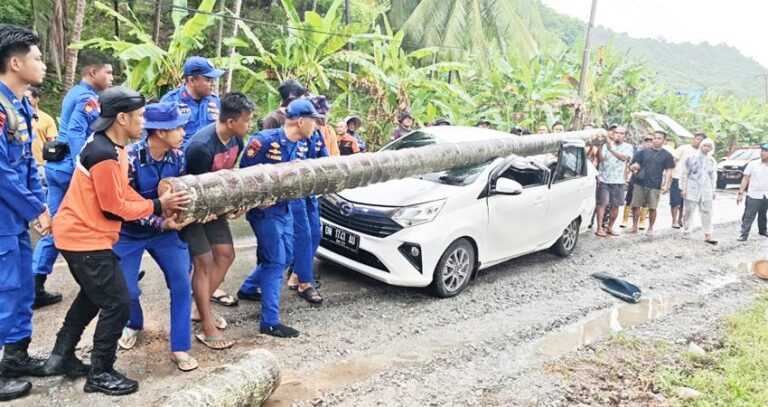 Mobil Ringsek Tertimpa Pohon Kelapa Roboh - Gorontalopost.co.id